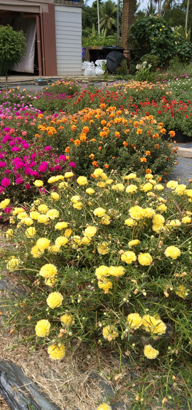 Ada Rupanya Cara Tanam Ros Jepun Ni Nak Bagi Merimbun & Berbunga Lebat ...