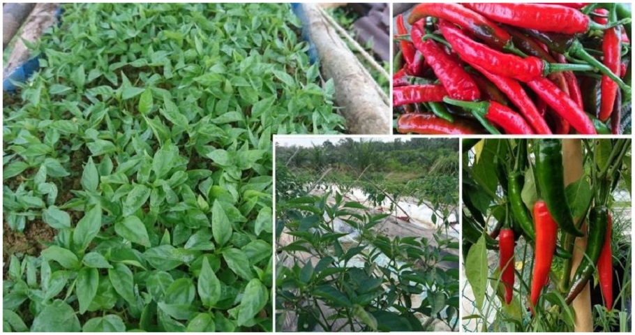 Tanam Sendiri Lada Besar Di Rumah. Tips Penanaman Ini Daripada Pekebun ...