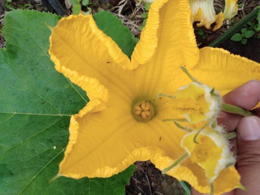 Ketahui Cara Betul Tanam Pokok Labu Pasti Dapat Menghasilkan Buah Yang ...