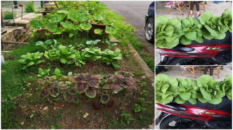 Dengan Hanya Guna Baja Bahan Di Dapur Sahaja Dapat Hasilkan Tanaman ...