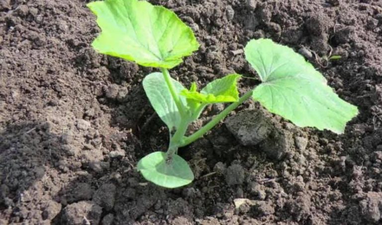 Ketahui Cara Betul Tanam Pokok Labu Pasti Dapat Menghasilkan Buah Yang ...