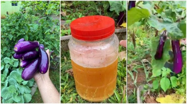 Rupanya Pokok Sayur Dah Tua, Tapi Berbuah Masih Banyak, Bersusun-susun ...