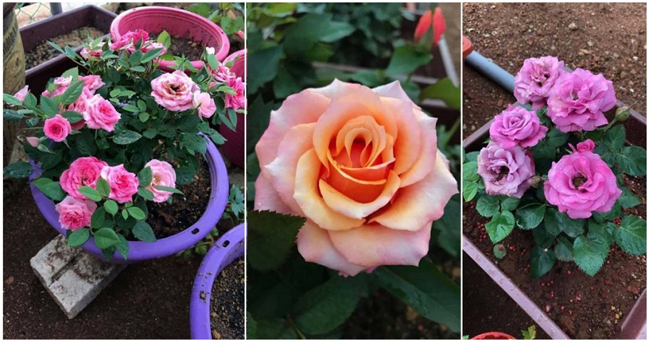 Teknik Mudah Penjagaan Bunga Ros Yang Ditanam Agar Sihat Dan Berbunga ...