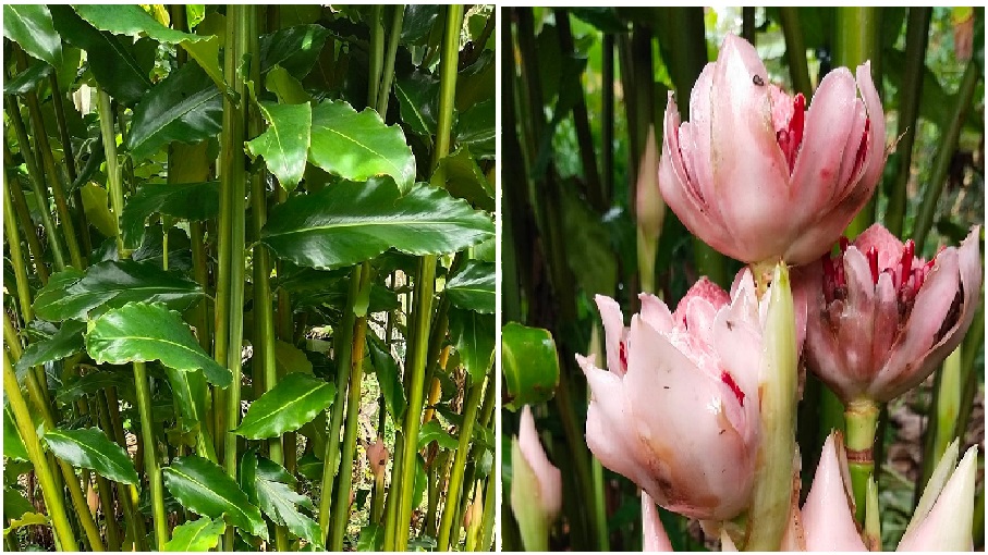 Tabur Bahan Ini Dan Ikut Caranya Boleh Buatkan Pokok Kantan Subur Serta ...